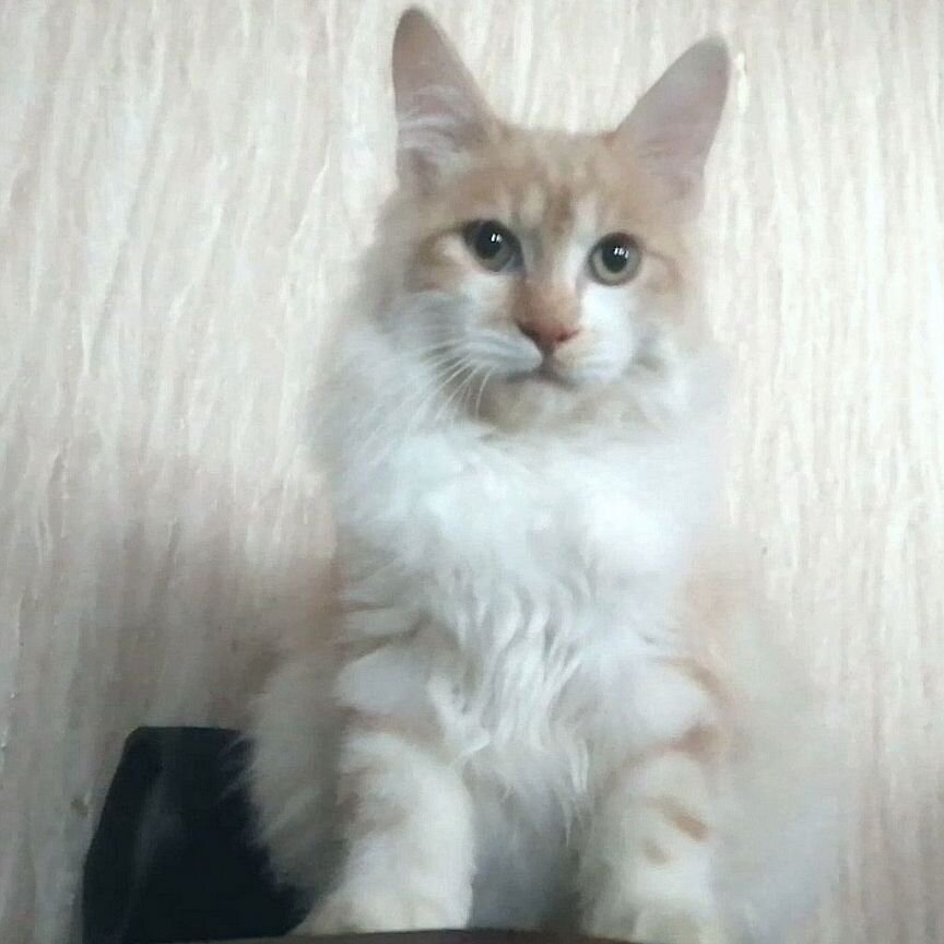 Мальчик Курильский бобтейл