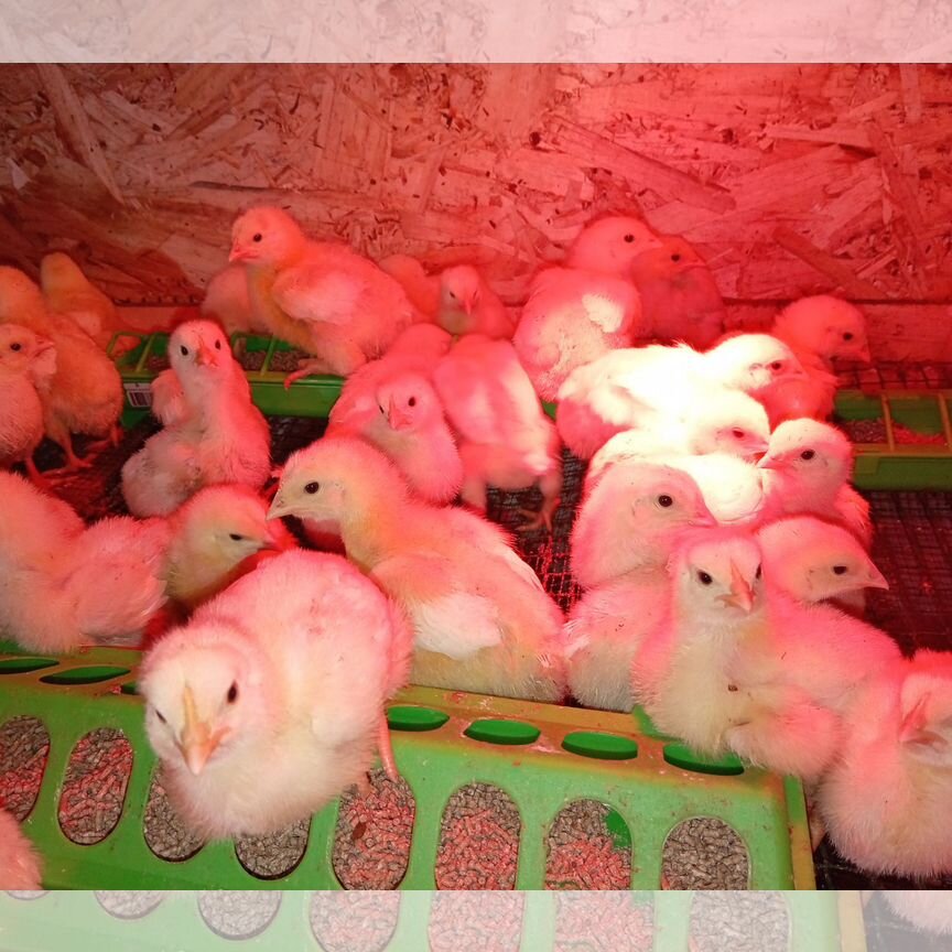 Цыплята бройлеры росс 308 турция