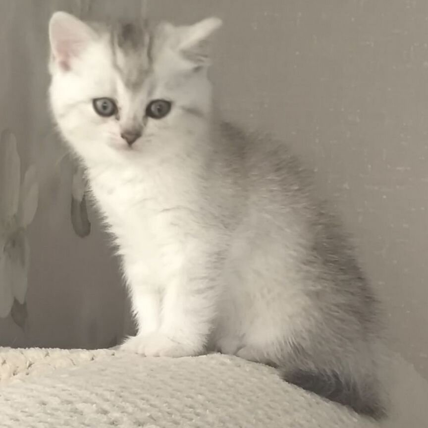 Британский короткошёрстный котёнок
