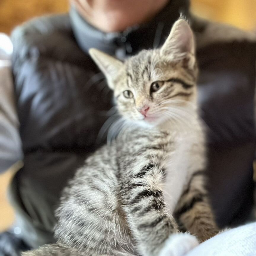 Котята в добрые ручки