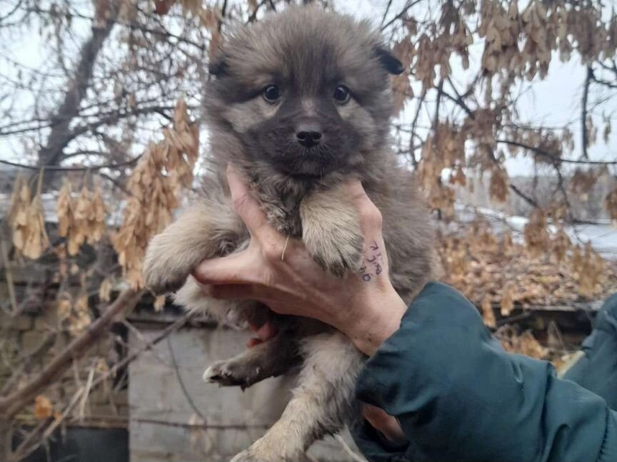 Собака в добрые руки отдам бесплатно щенки