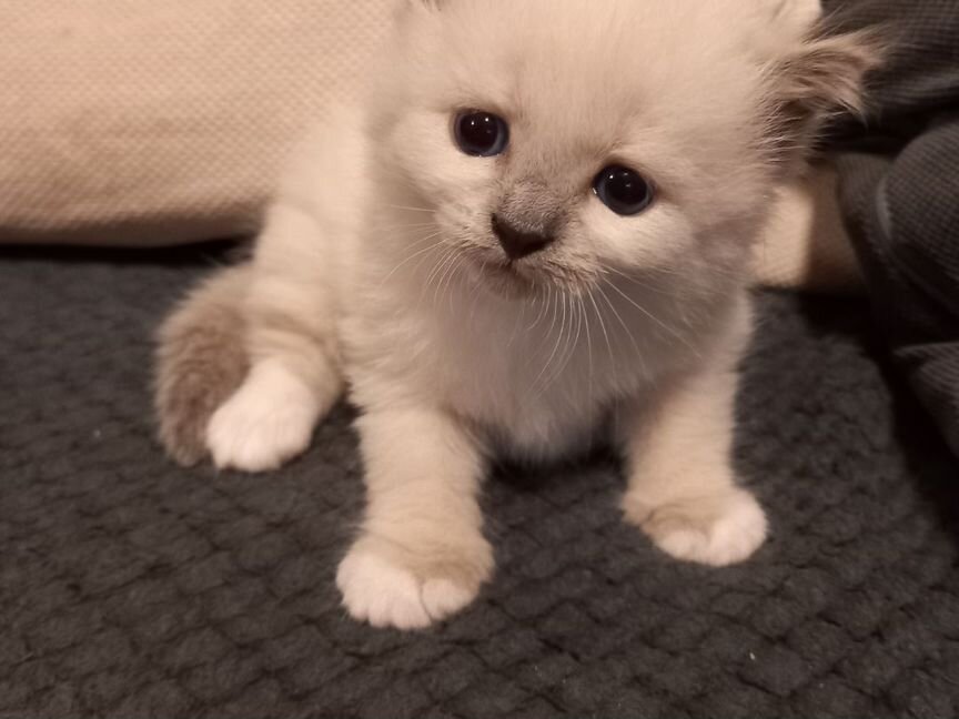 Котёнок девочка