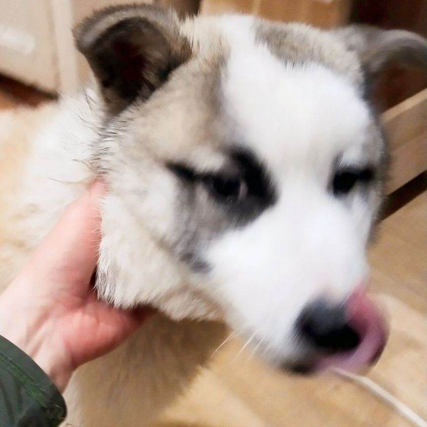 Найдены щенки