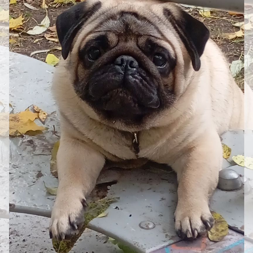 Мопс, взрослый пёс