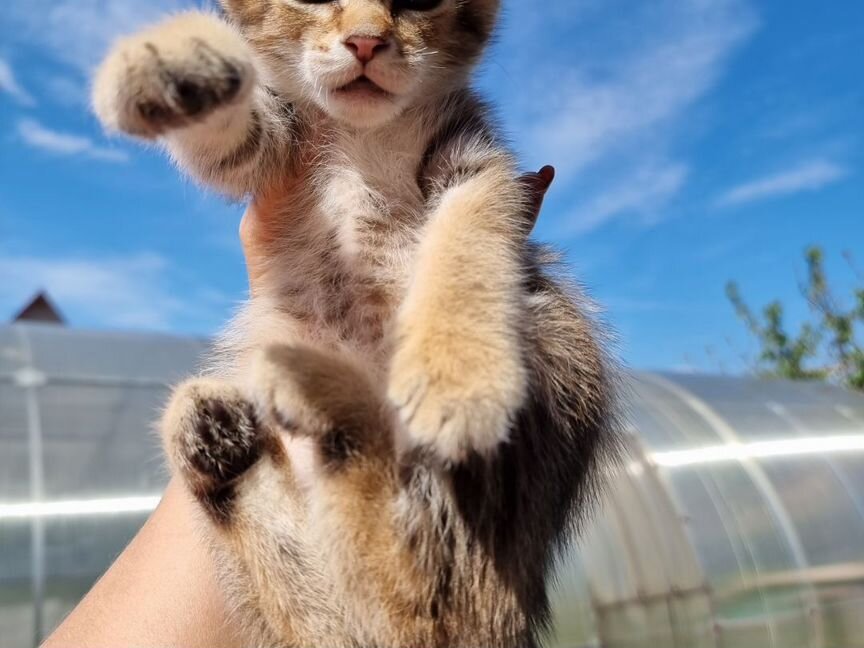 Котик Курильский бобтейл