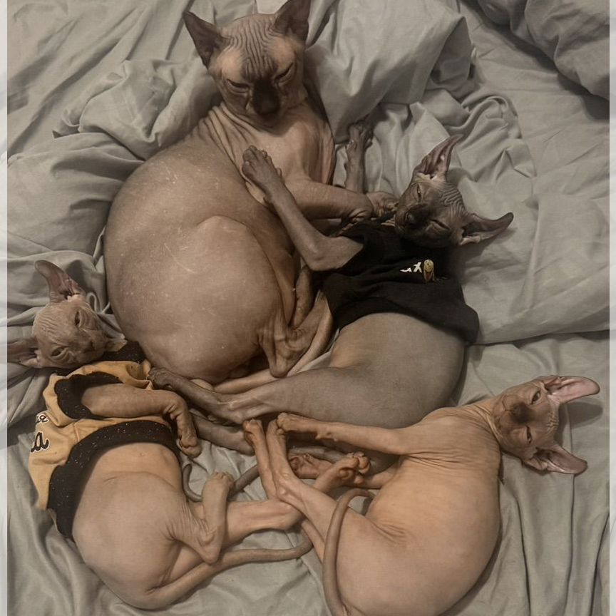 Канадский сфинкс котёнок