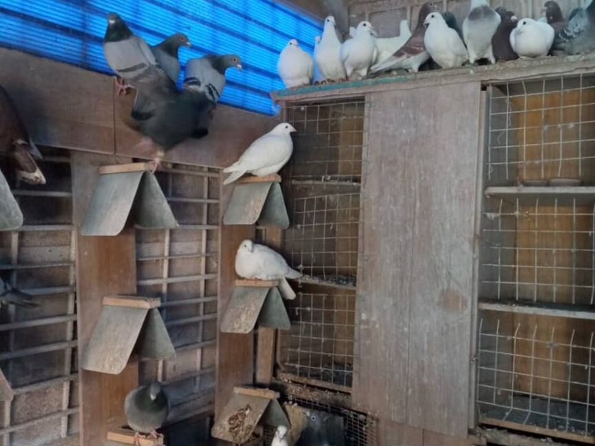 Спортивные голуби