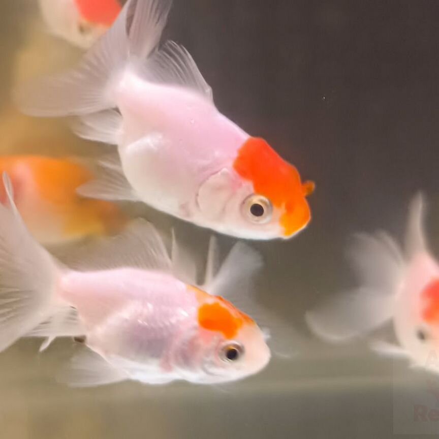 Золотые рыбки