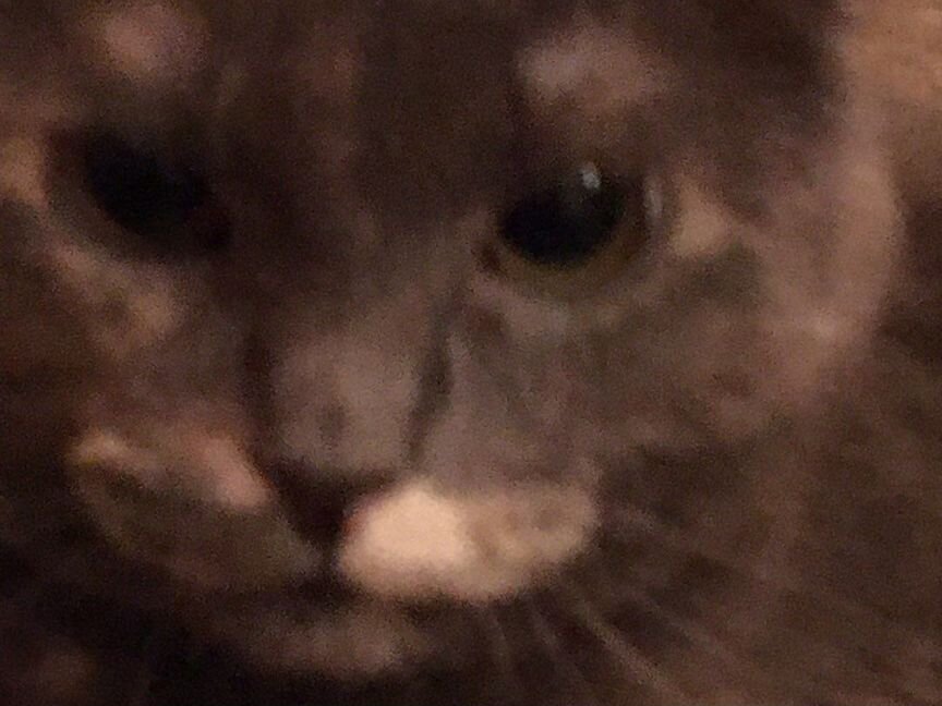 Русская голубая