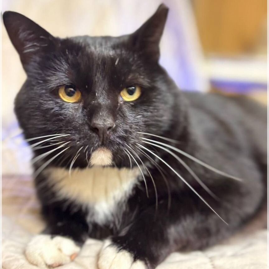 Взрослый кот в добрые руки