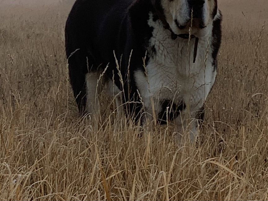 Средне-азиатская овчарка вязка