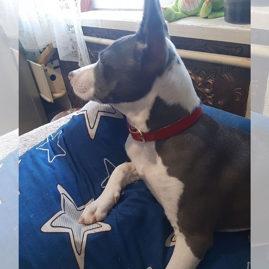 Американский стаффордширский терьер, щенок