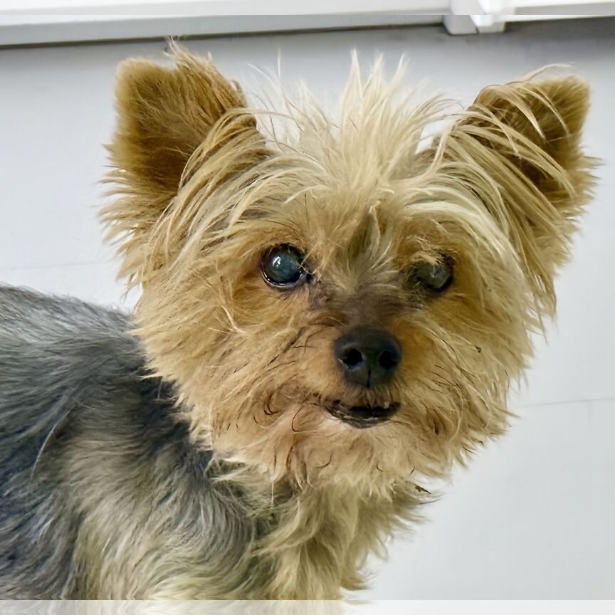 Йоркширский терьер, взрослая собака