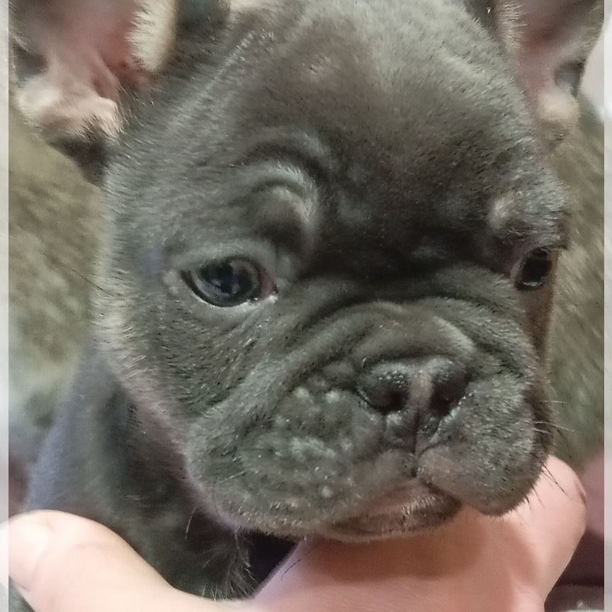 Французский бульдог, щенок