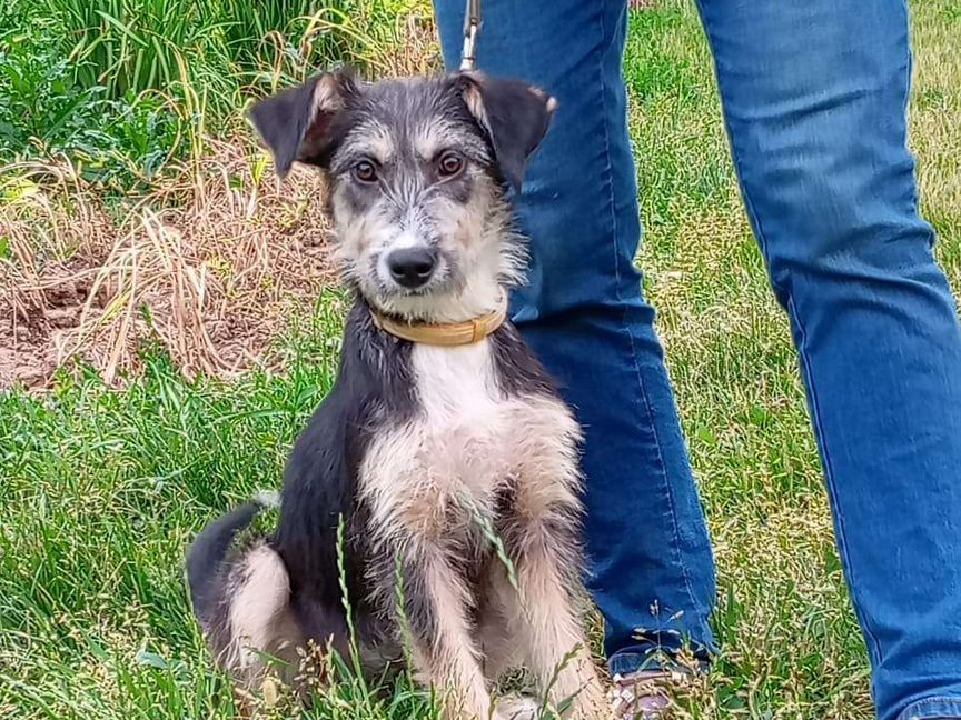 Собаки бесплатно