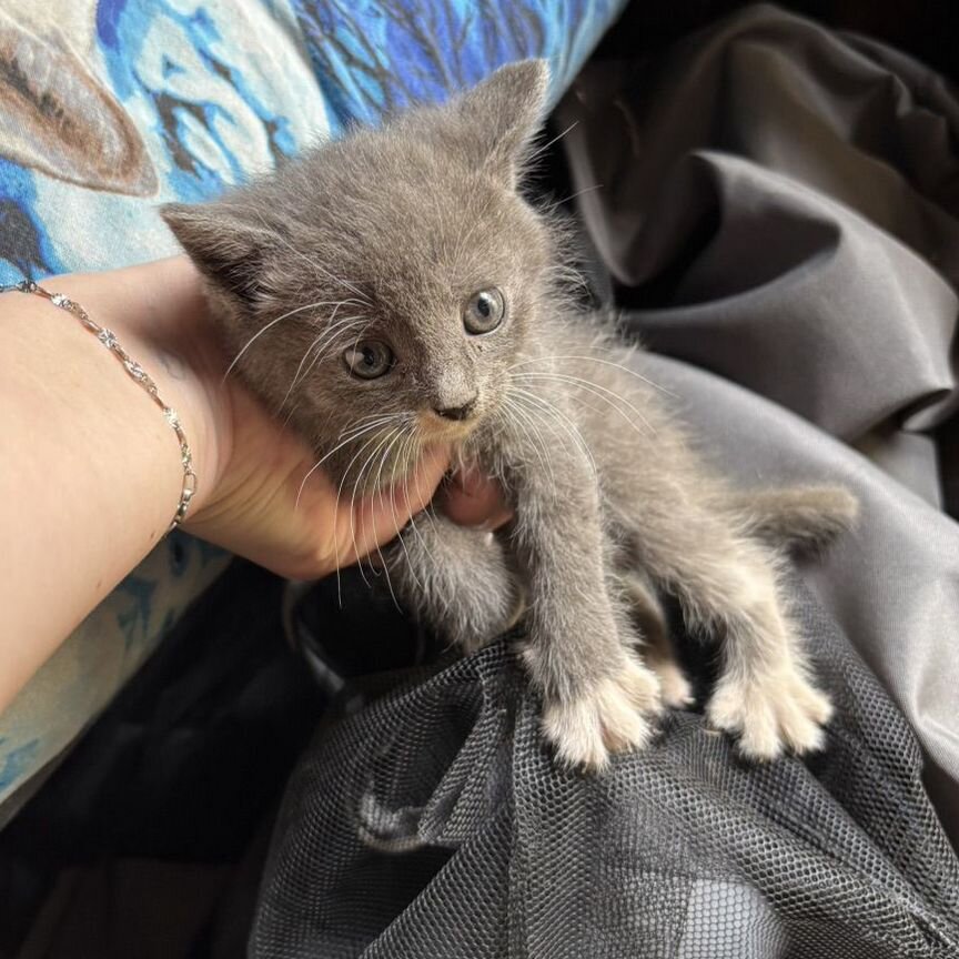 Котёнок в добрые руки