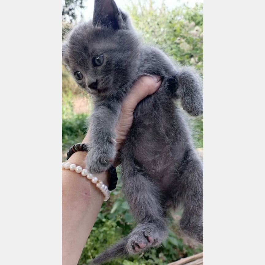 Котенок от домашней кошки русская голубая
