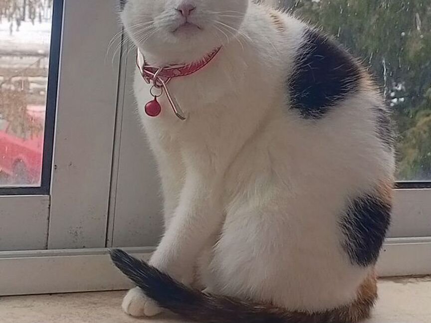 Кошка очень ищет дом