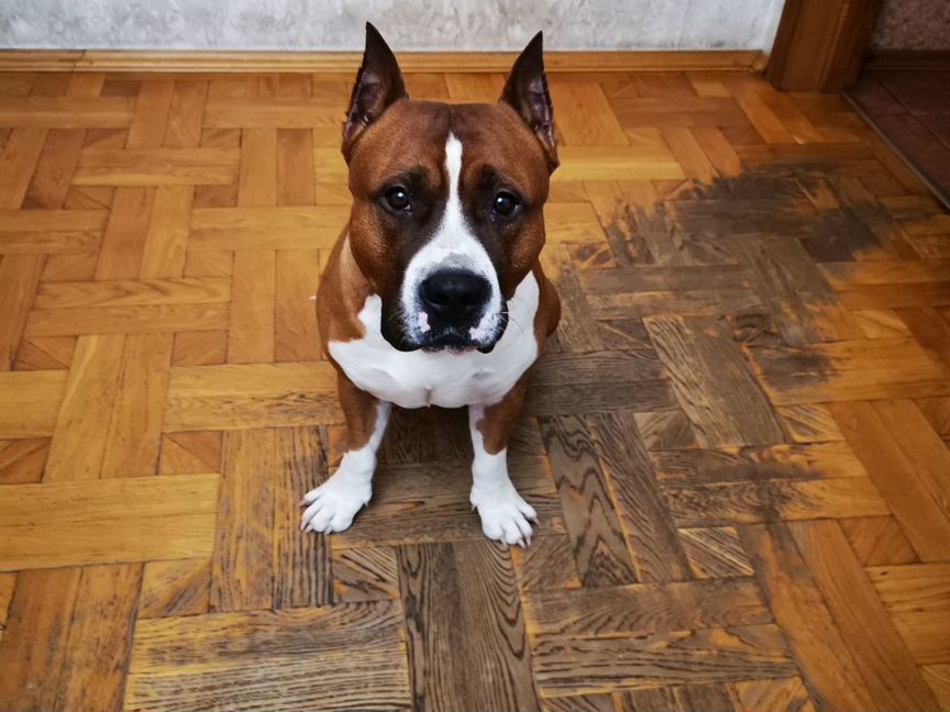 Для вязки кобель ам.стаффорд