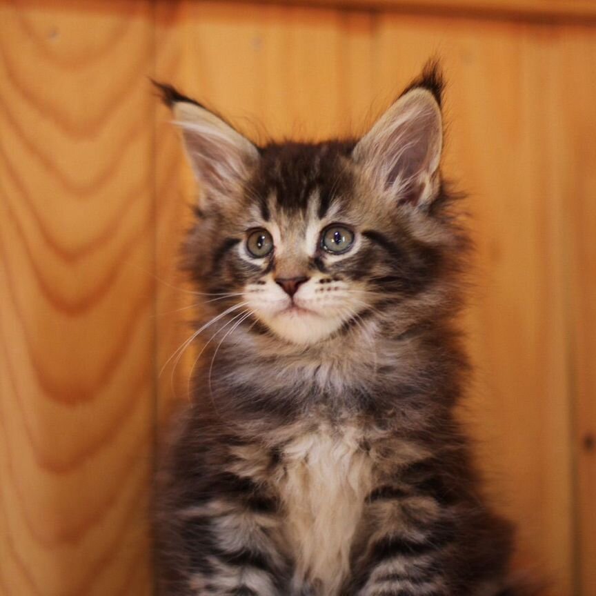 Котенок Мейн-кун черный мрамор