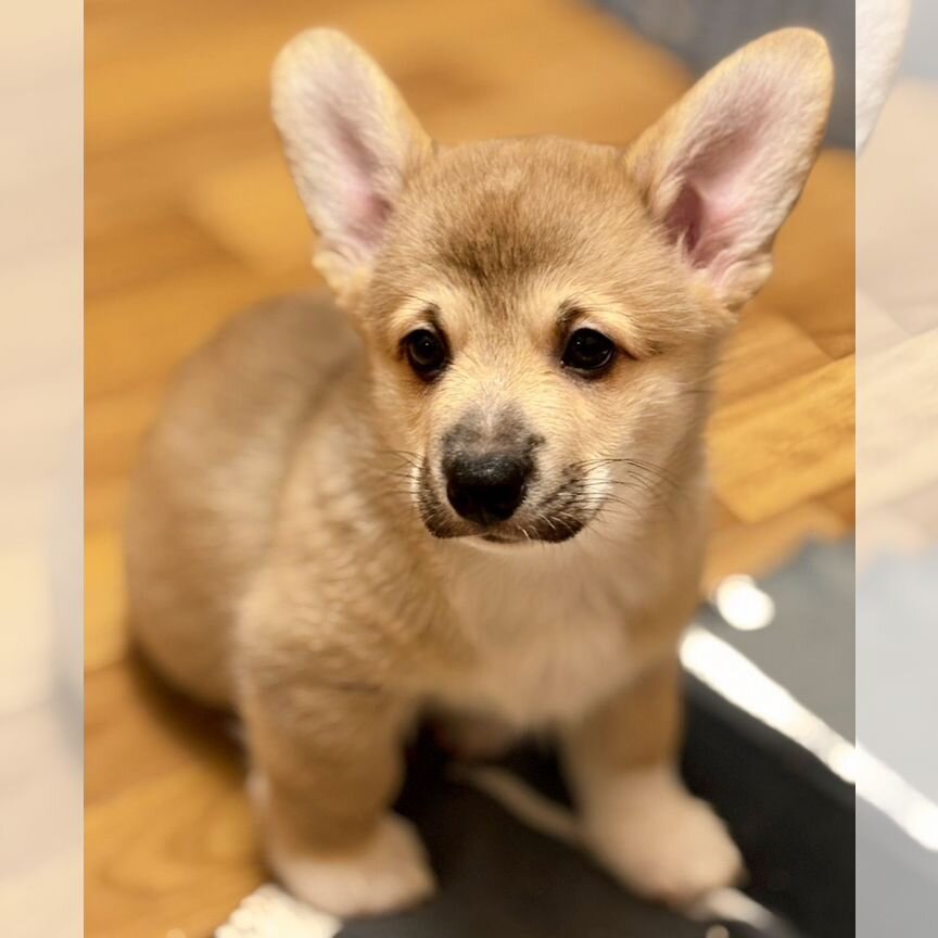 Вельш-корги пемброк