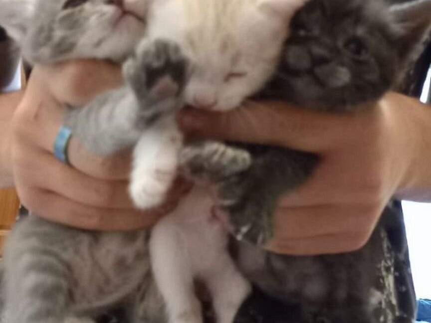 Котята