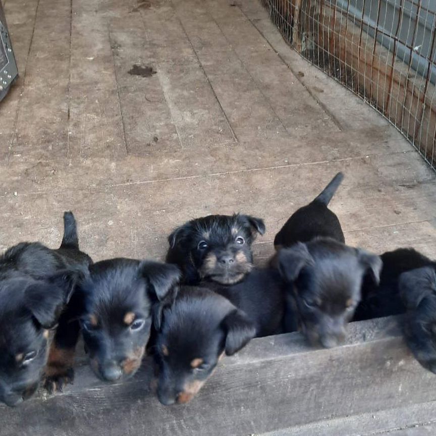 Продам щенков породы Ягдтерьер