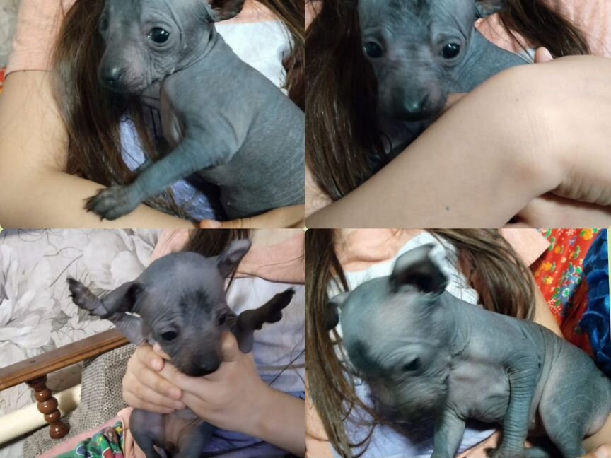 Щенки Лысики) 1,5 месяца