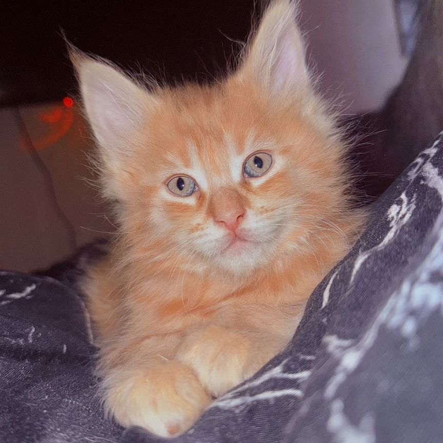 Мейн-кун котёнок