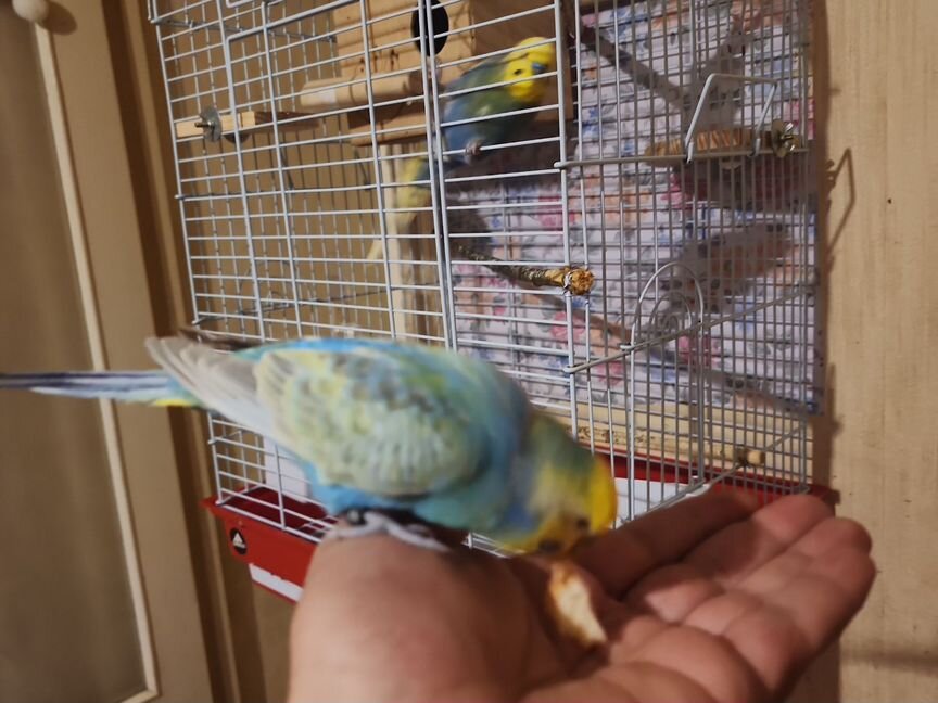 Волнистый попугай с клеткой