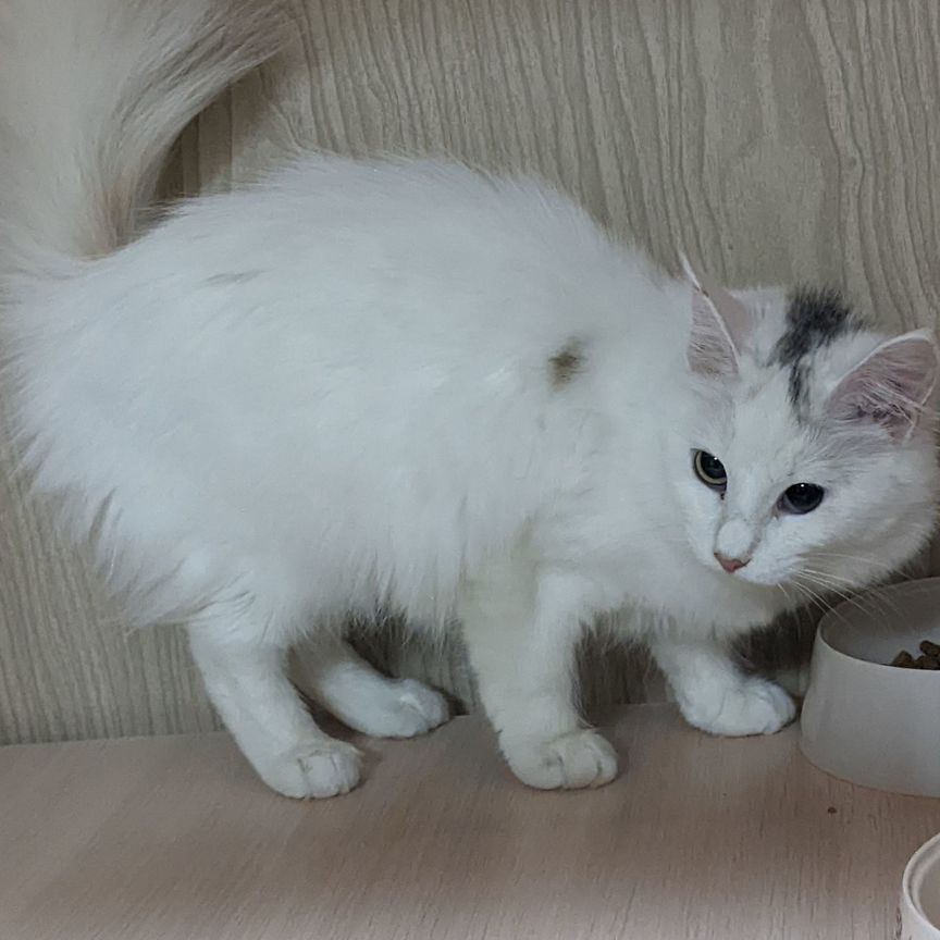 Молодая кошечка бесплатно