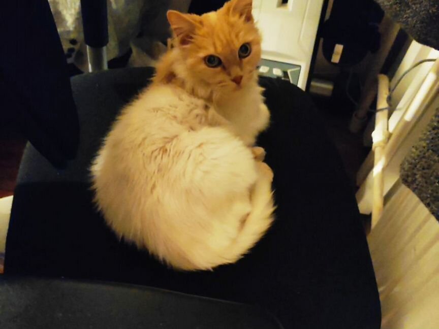 Кошка в любящие руки