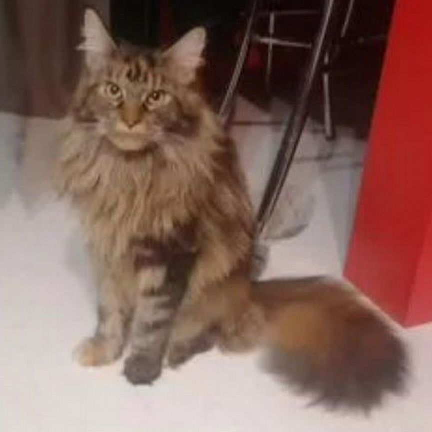 Мейн-кун, взрослая кошка