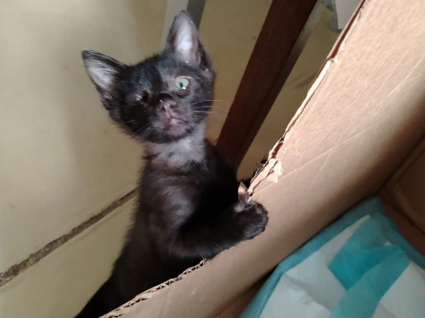 Невозможно ручной котенок