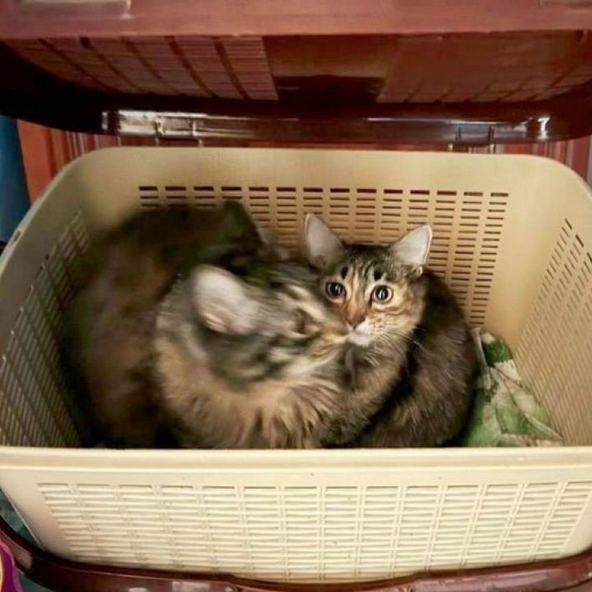 Подкинули котят в подъезд с запиской