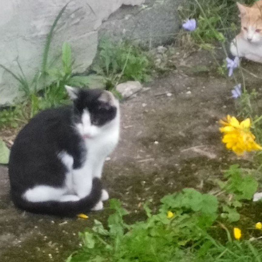Кошки