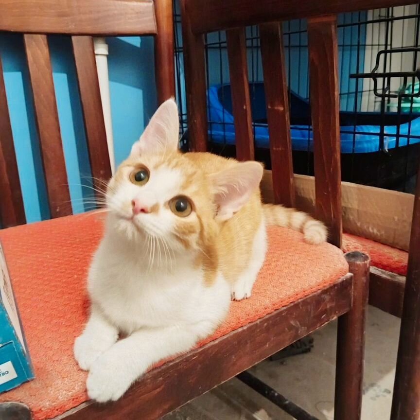 Котенок