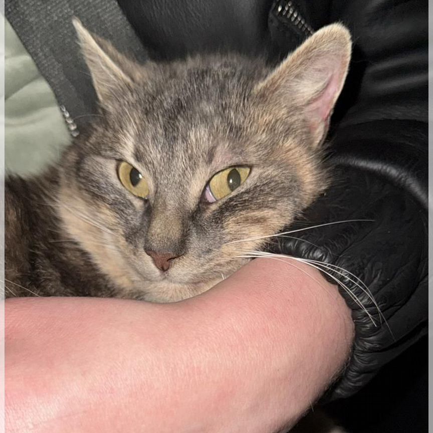 Кошка ласковая