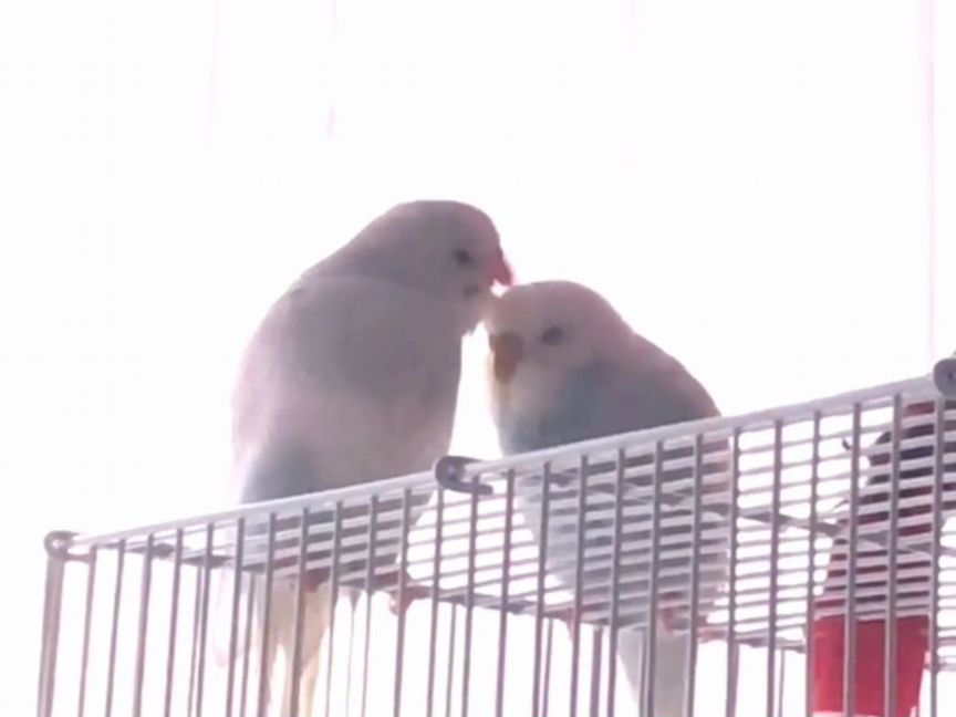 Волнистые попугаи