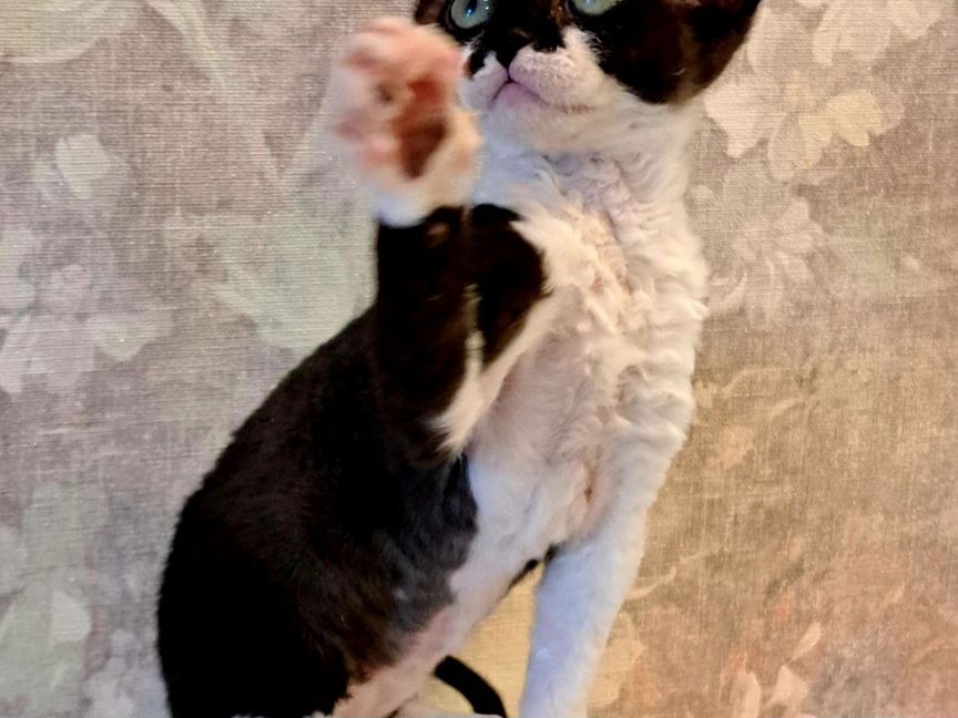 Куколка кошечка