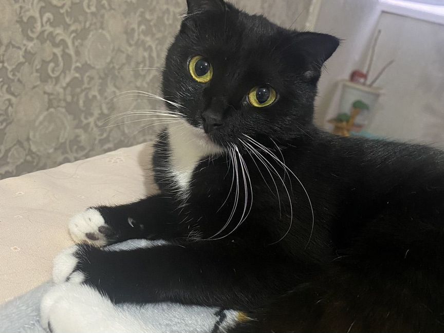 Отдаем в добрые руки красавицу