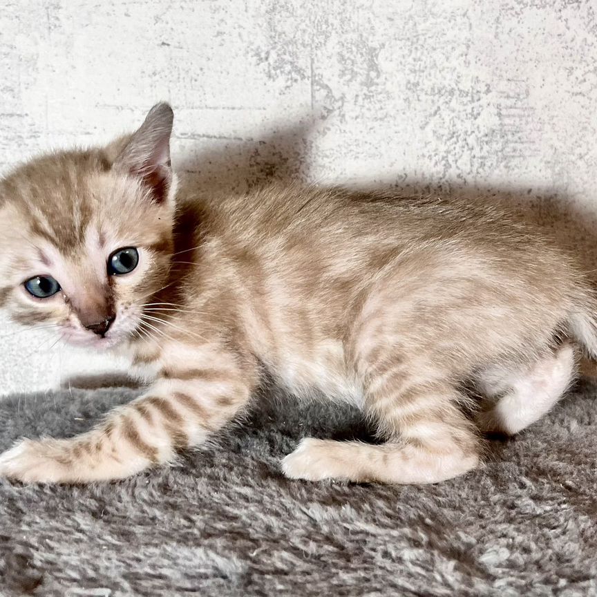 Бенгальская девочка