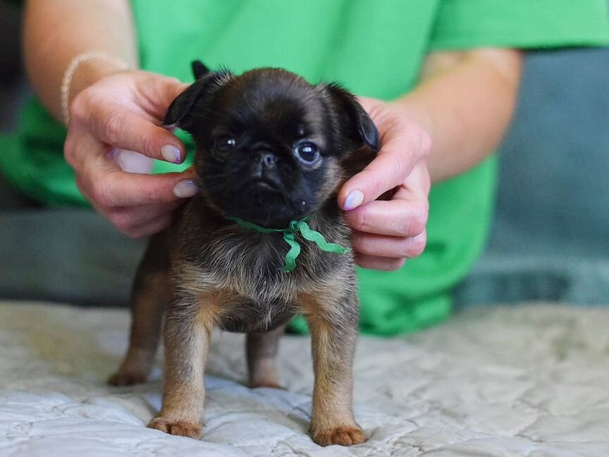 Мальчик Пти-брабансон