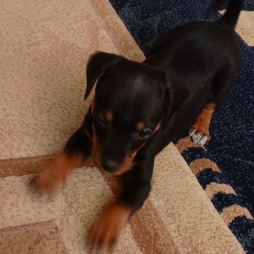 Русский той-терьер, щенок