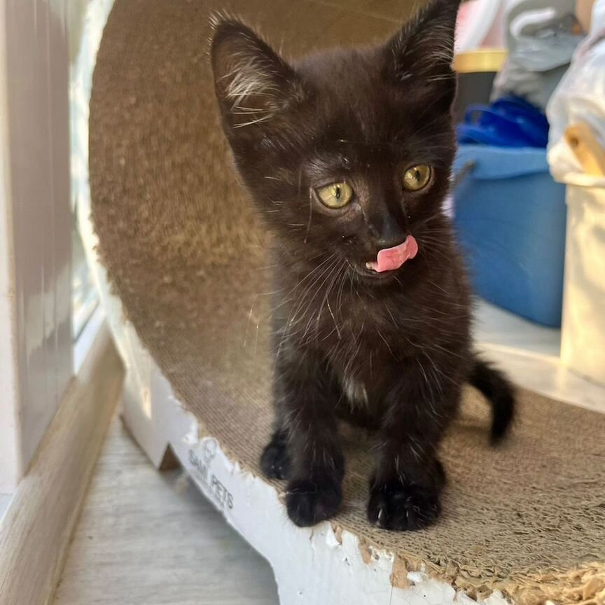 Малыши ищут маму