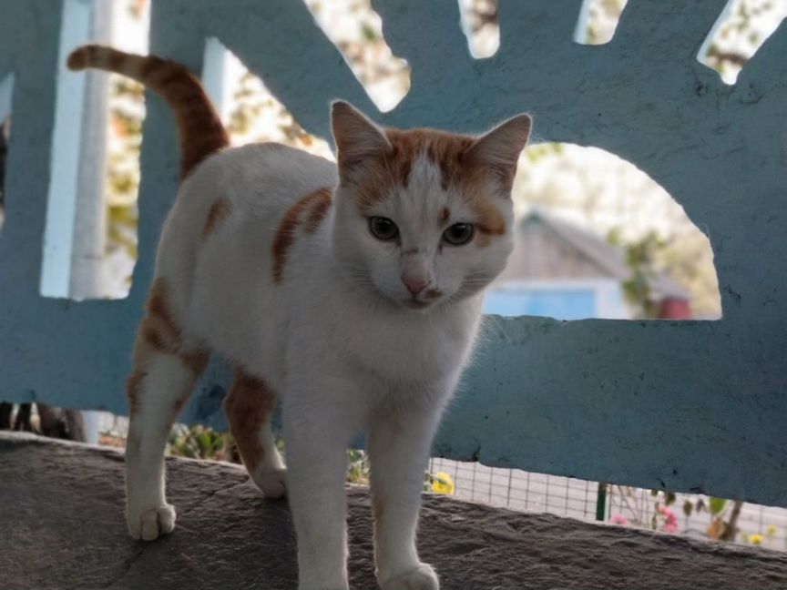 Кот с зелёными глазами