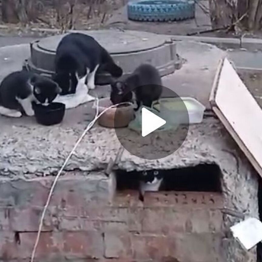 Всем нужен дом