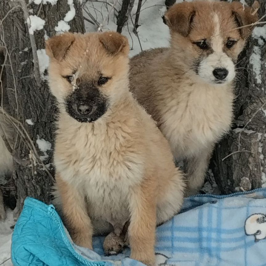 Немецкая овчарка, щенок