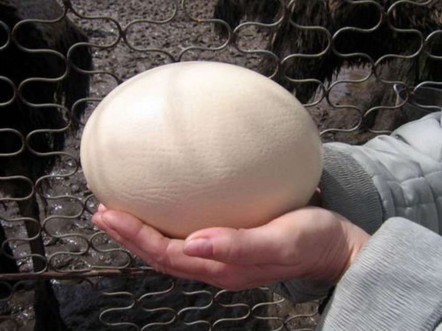 Страусиное яйцо