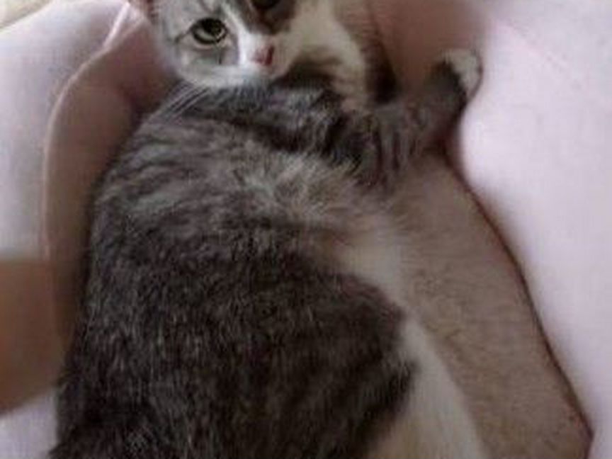 Спасённая кошка нуждается в доме